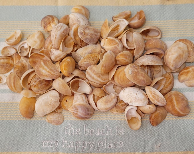 25 Beautiful Pink Rose Petal Tellin Shells - Etsy