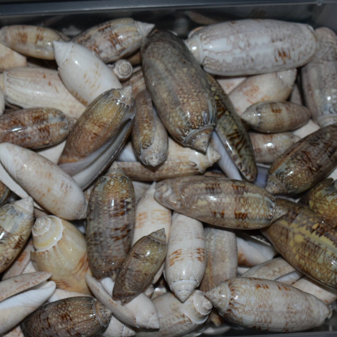 10 Beautiful Lettered Olive Shells - Etsy