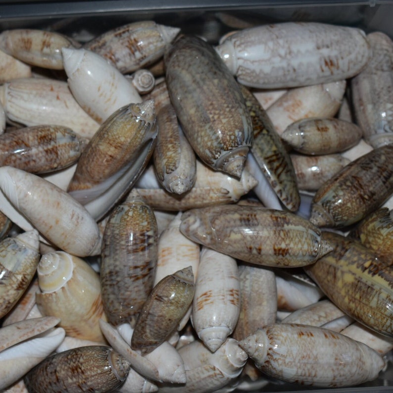 10 Beautiful Lettered Olive Shells | Etsy