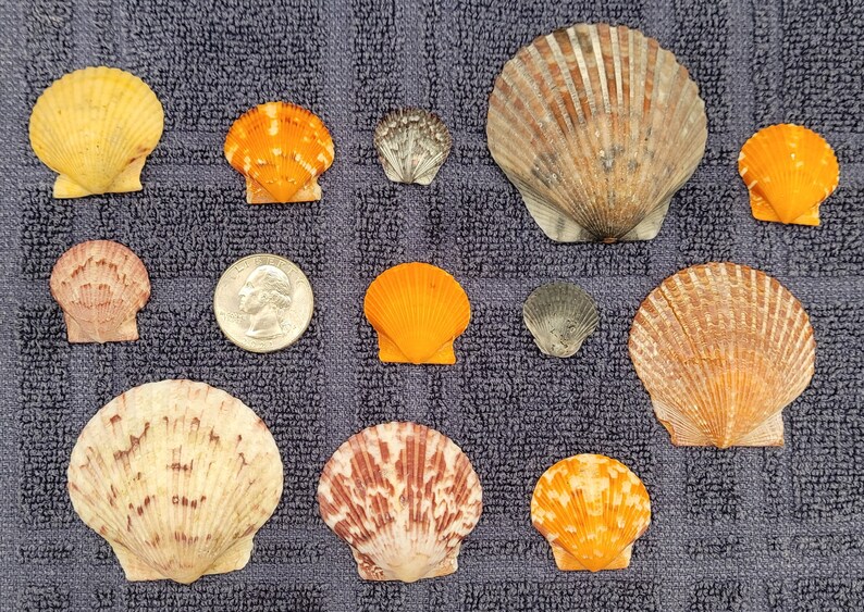 50 Beautiful Calico Scallop Shells - Etsy
