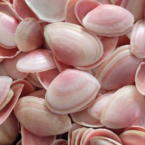 25 Beautiful Pink Rose Petal Tellin Shells - Etsy