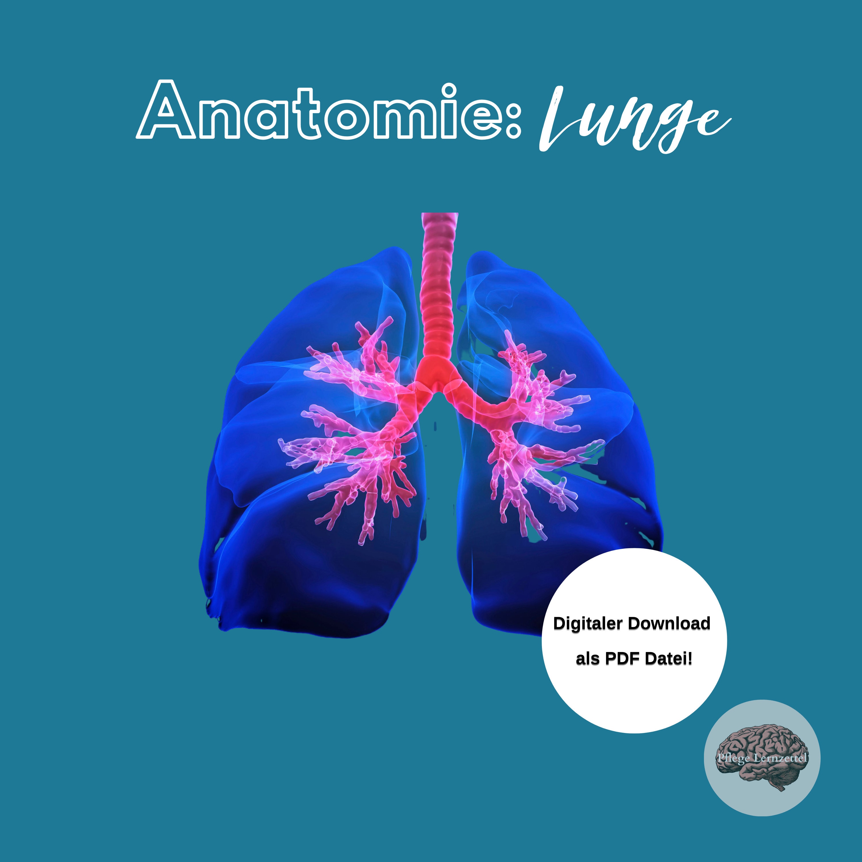 Anatomy Lungs Learning Sheet - DIN A4 Learning Aid PDF - Digital or ...