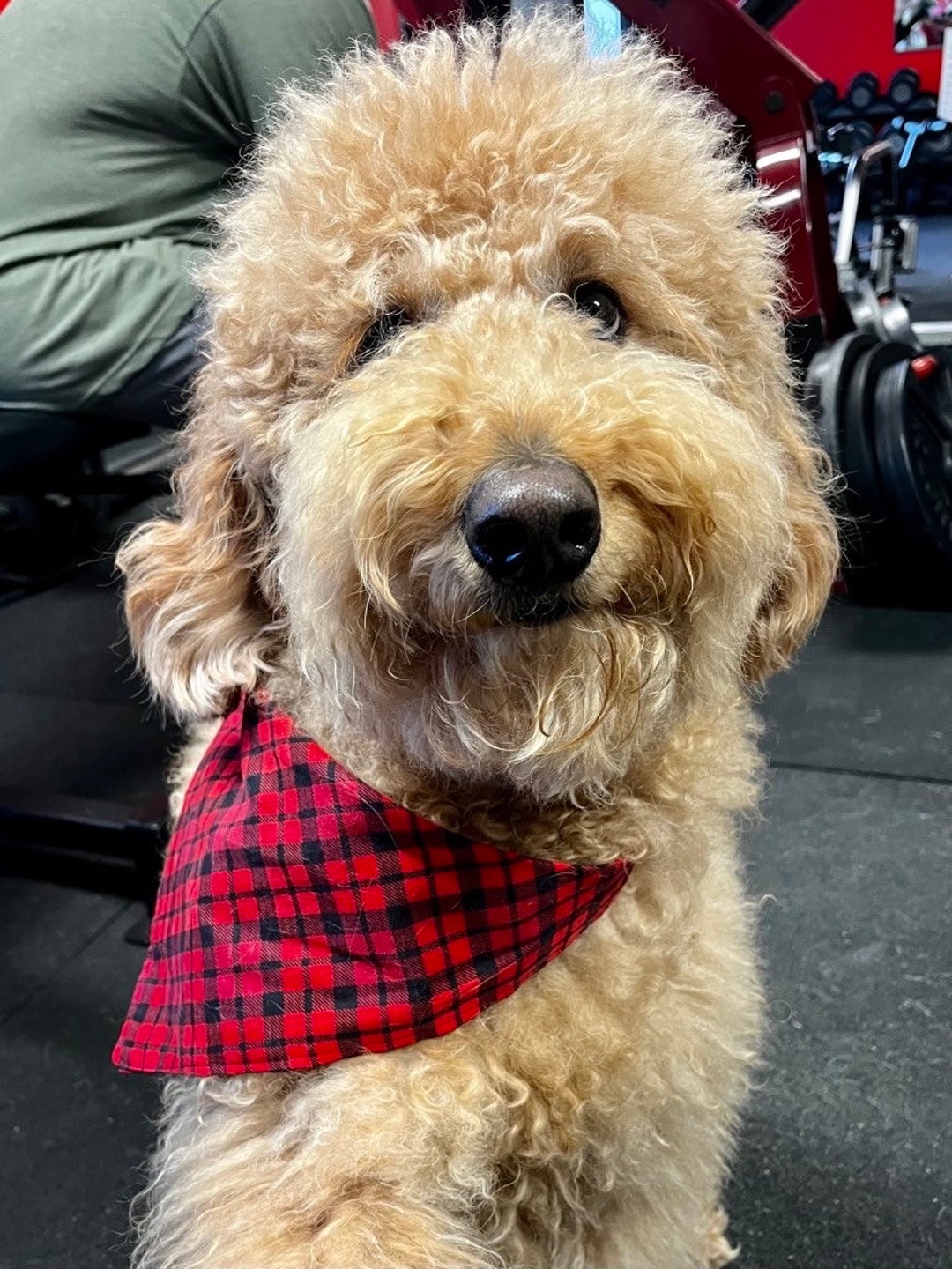 Red Checkered Dog Bandana - Etsy