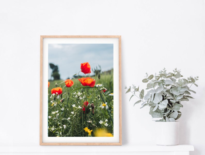 Red Poppies Photography Print, Wildflower Meadow (digital Download) - Etsy