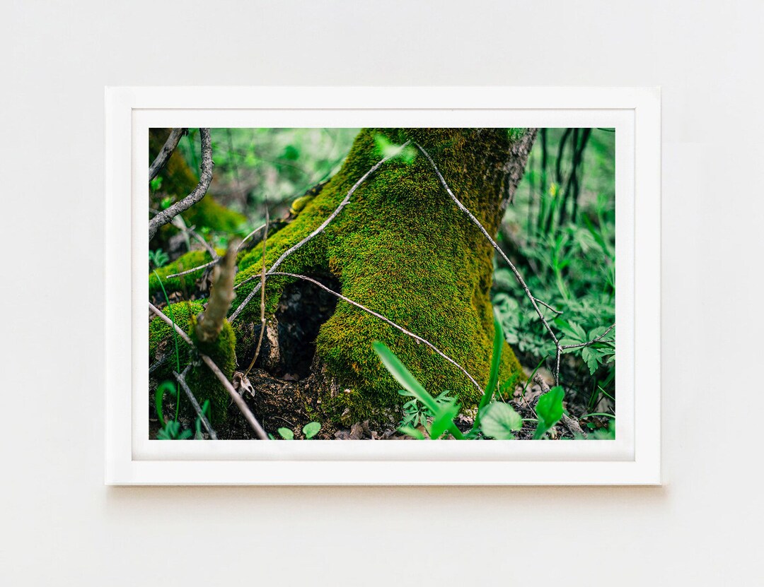 Green Moss Photography Print, Botanical Nature Art (digital Download ...