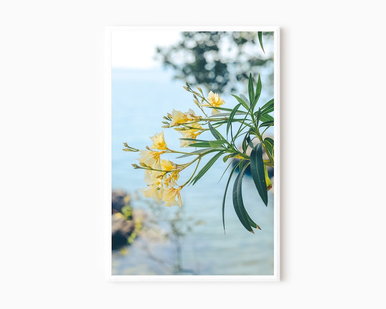 Yellow Oleander Print Flowers Wall Art Oleander Wall Art - Etsy