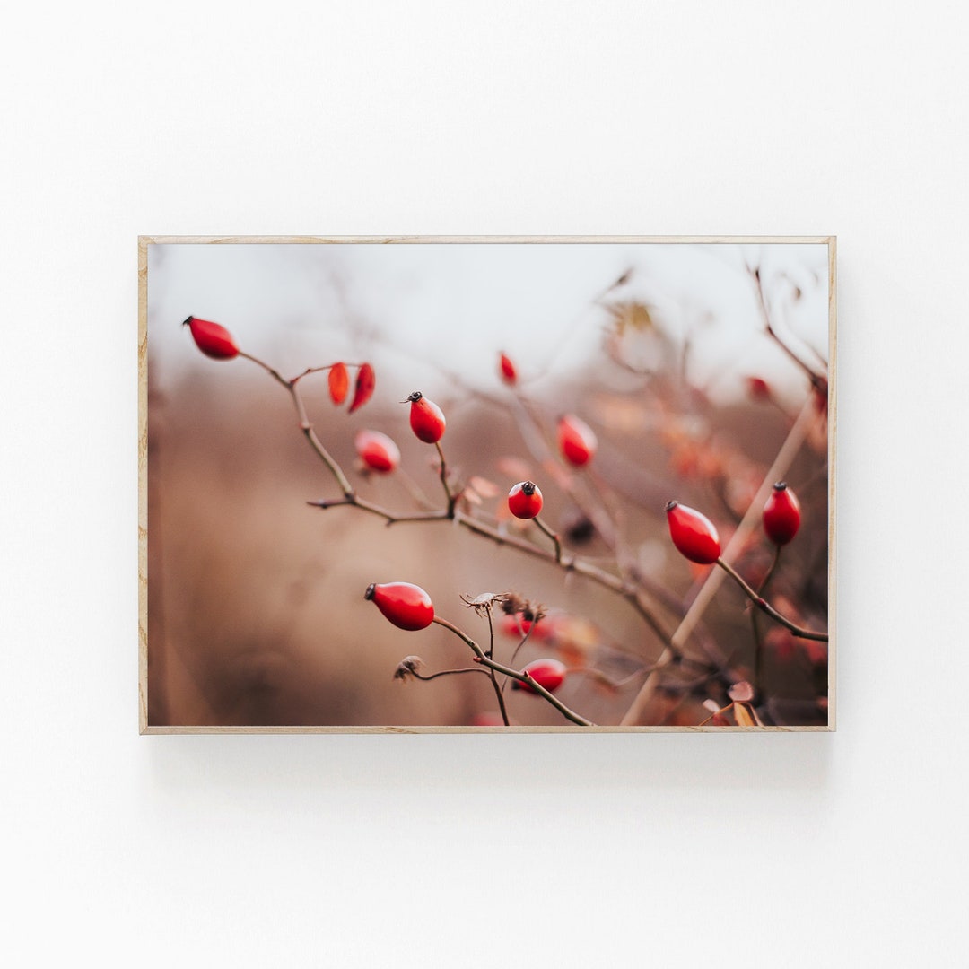 Rose Hips Fine Art Print, Printable Photography, Rose Hip Wall Art ...