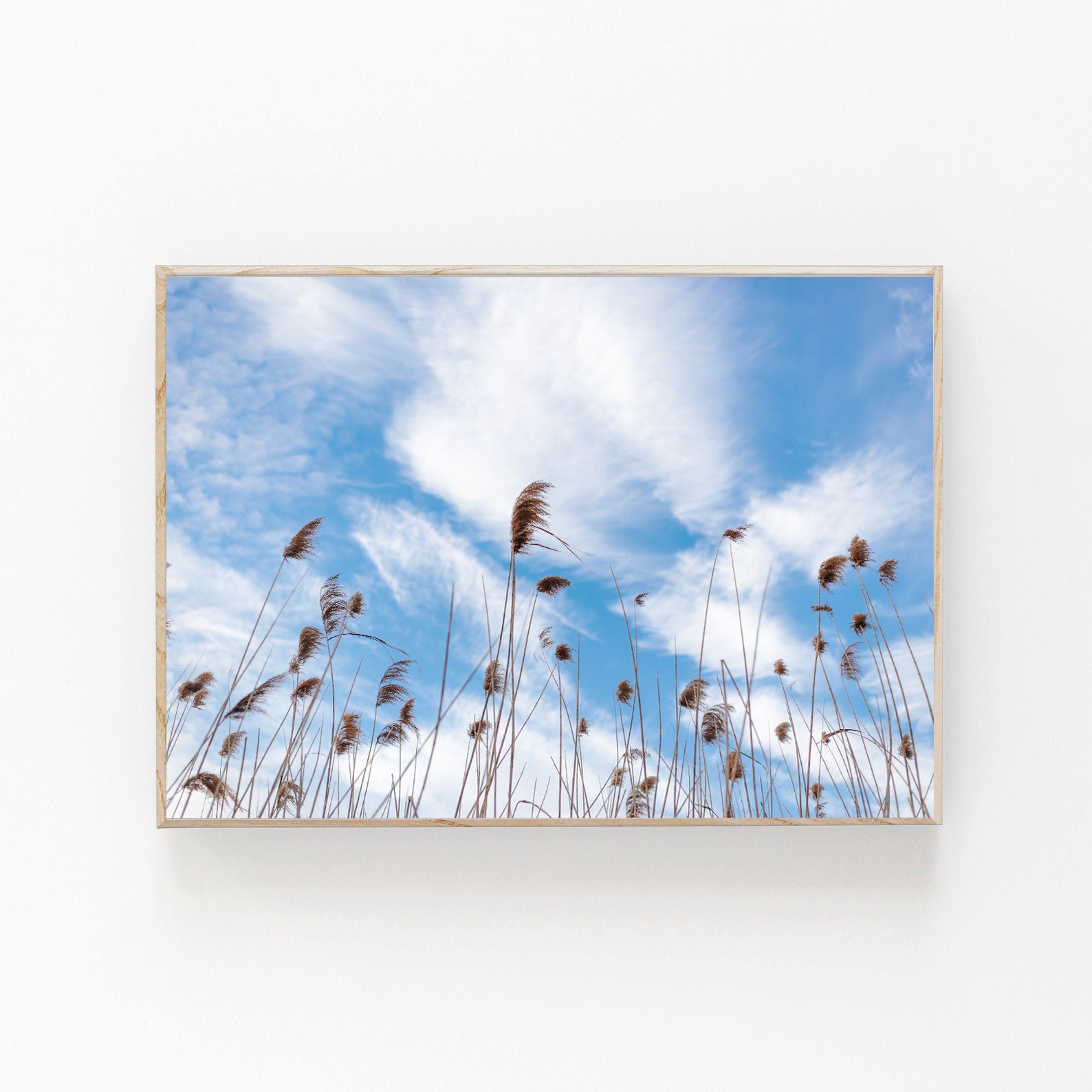 Pampas Grass Print, Farmhouse Art, Botanical Print, Dried Grass ...