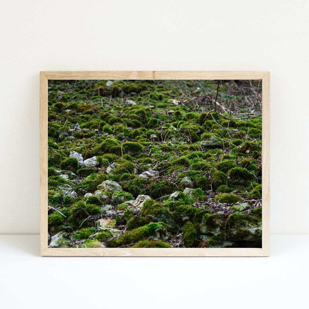 Printable Moss Wall Art, Nature Photography, Green Wall Art, Plant ...