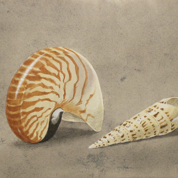 Concha - Etsy España