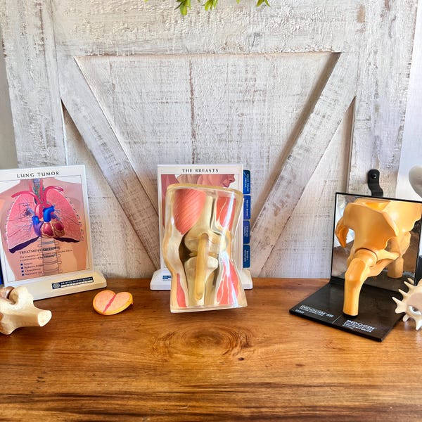 Somso Anatomical Model - Etsy