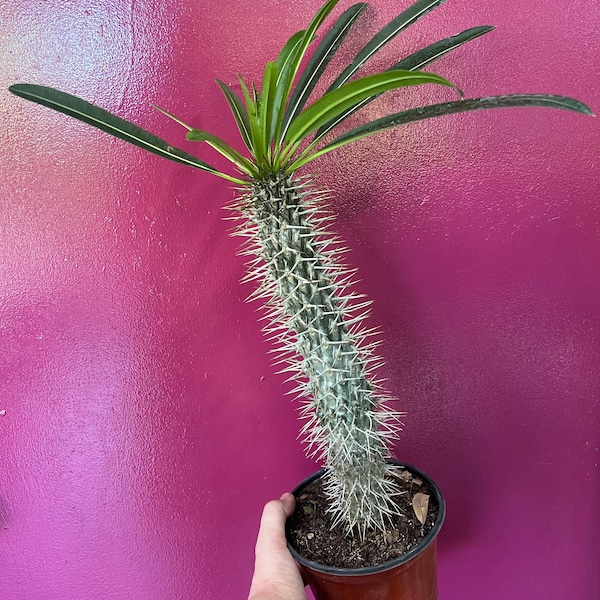 Madagascar Palm - Etsy
