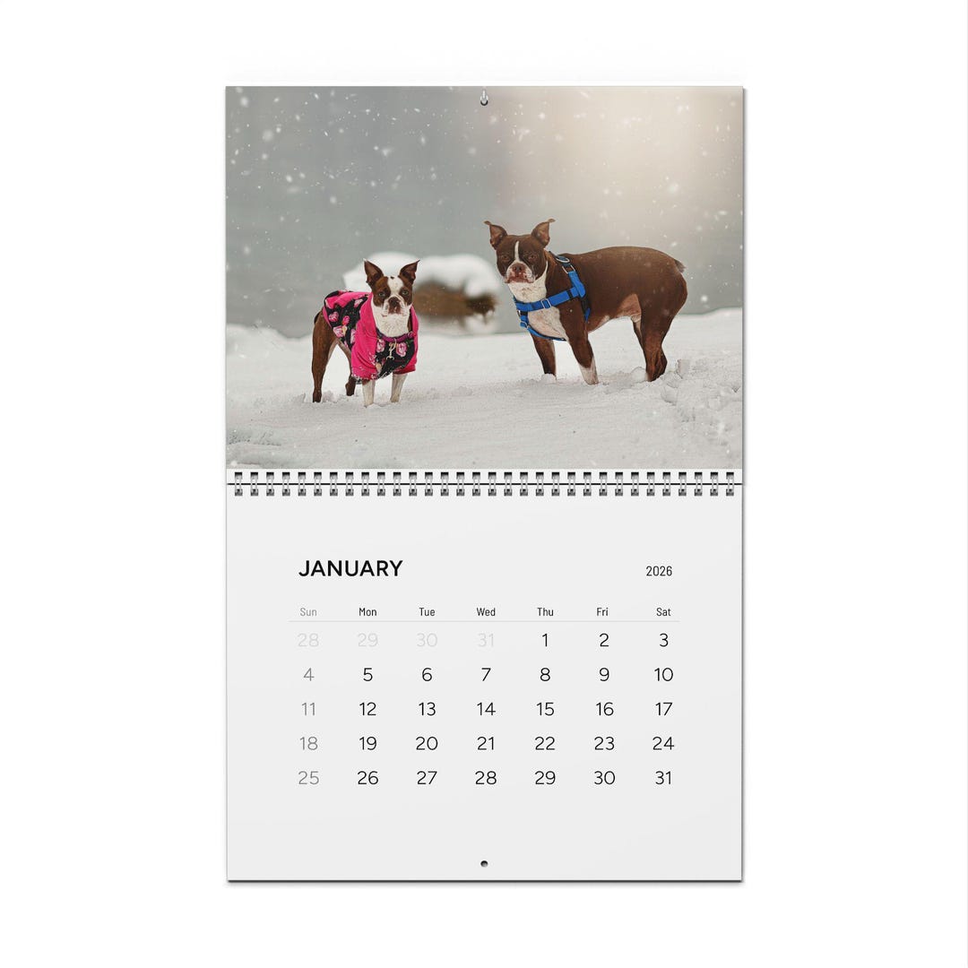 Boston Terrier Photo Wall Calendar 2026 | Monthly Dog Calendar - Etsy