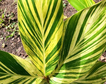 Variegated Spiral Ginger Costus Arabicus Variegatus - Etsy