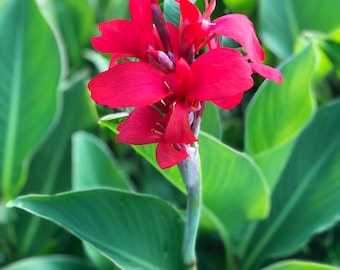 Cleopatra Canna Lily. Variegated Red/green Leaves. Gorgeous Flowering ...