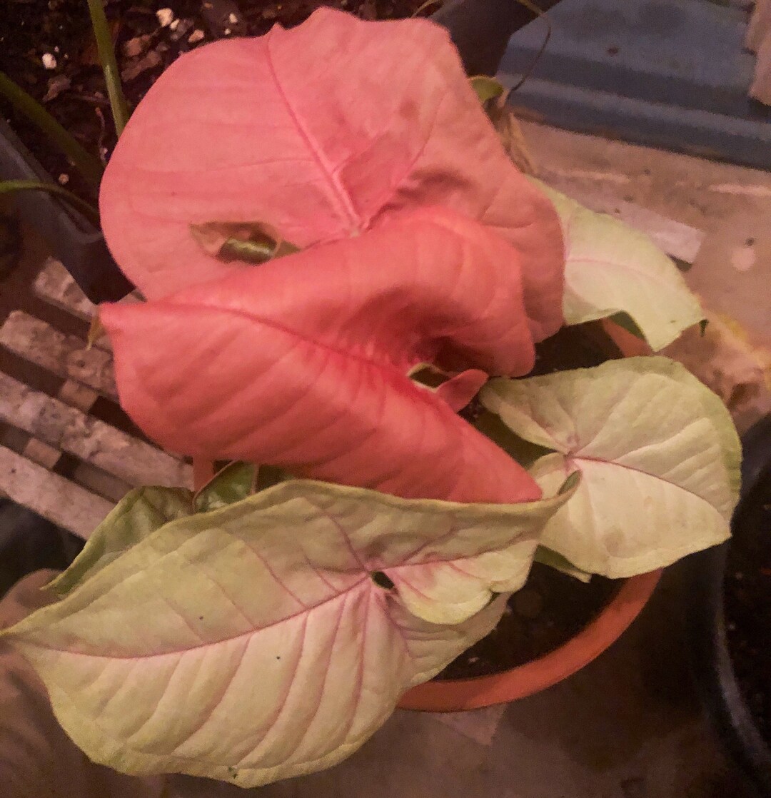 Neon Pink Robusta Syngonium - Etsy