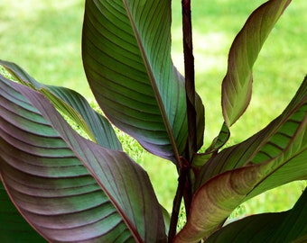Canna Rhizomes Musifolia Giant 6-10' Tall Cannas With Large Bronze ...
