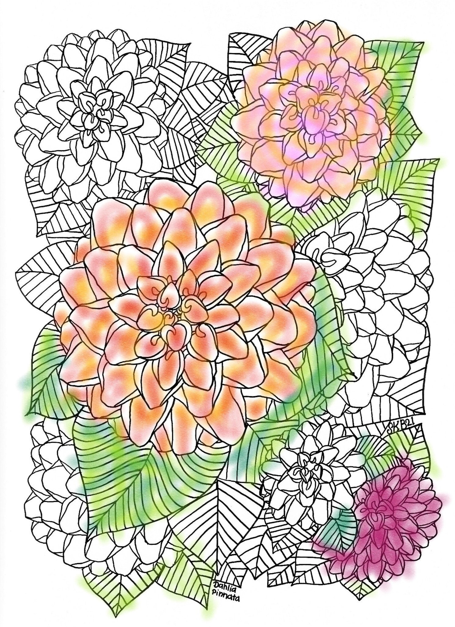 Printable Dahlia Pinnata Coloring Sheet Digital Download Hand Drawn Pen ...