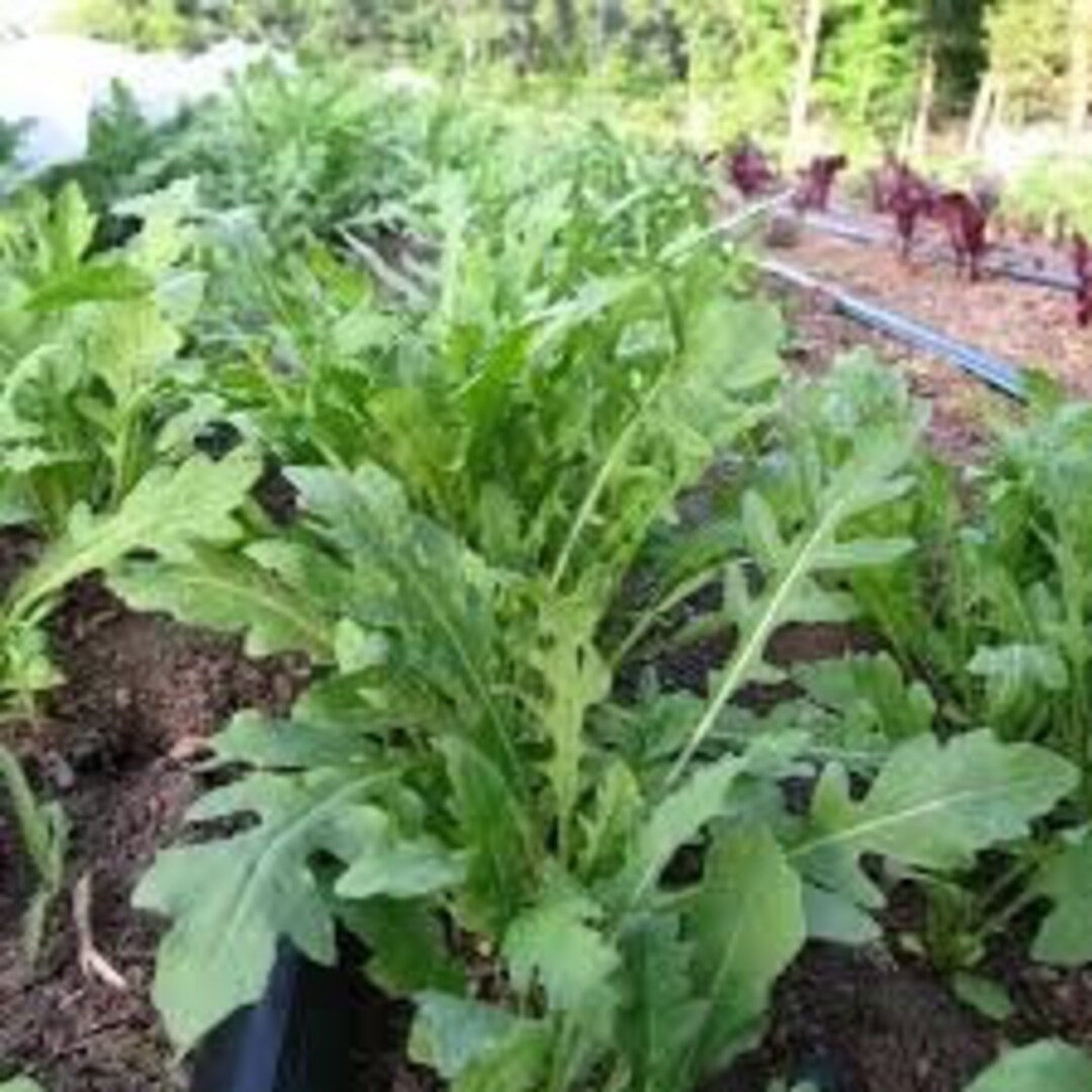 Arugula Seed, One Packet - Etsy