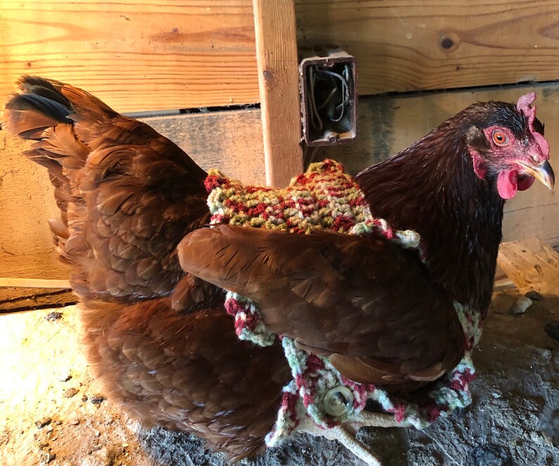 Chicken Sweater - Etsy