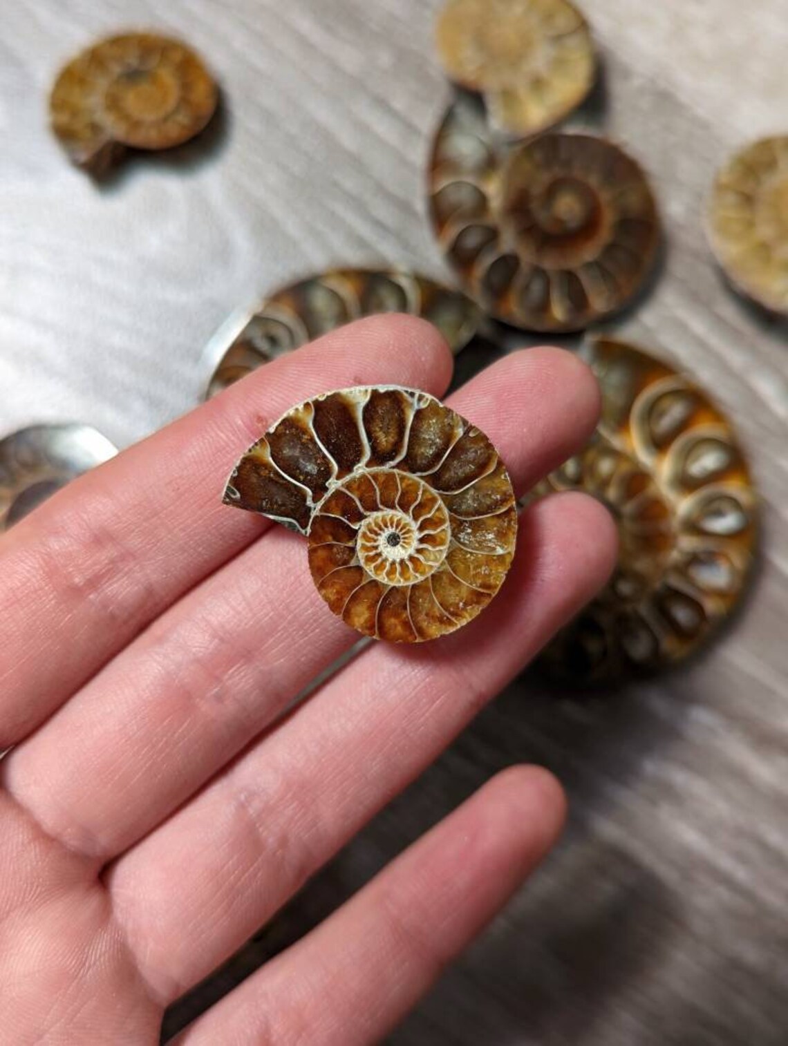 Opalised Ammonite Fossils - Etsy