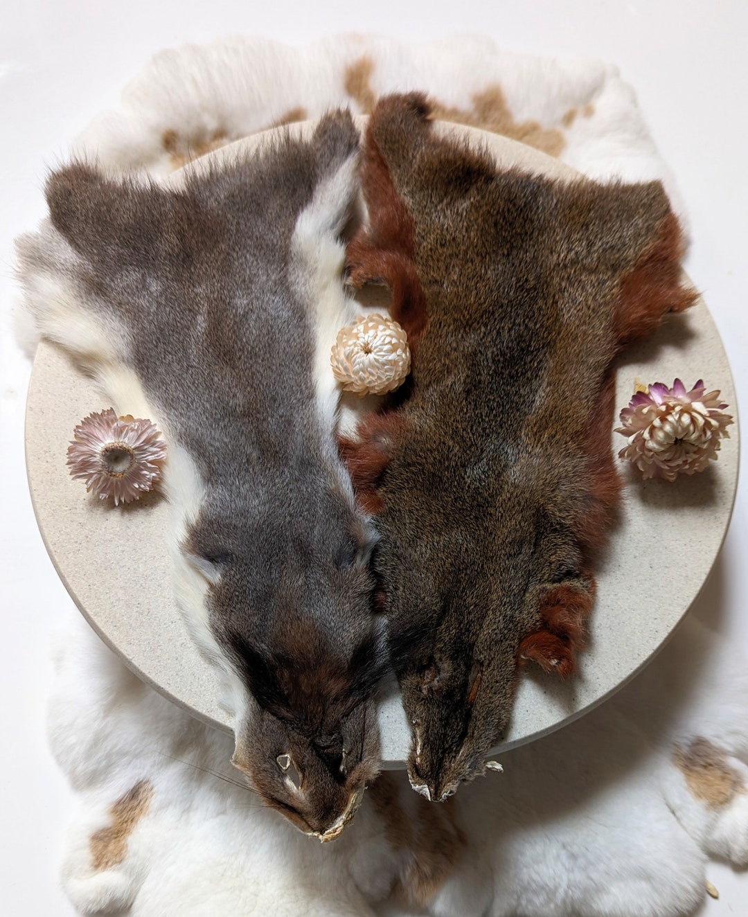 Squirrel Pelt - Etsy