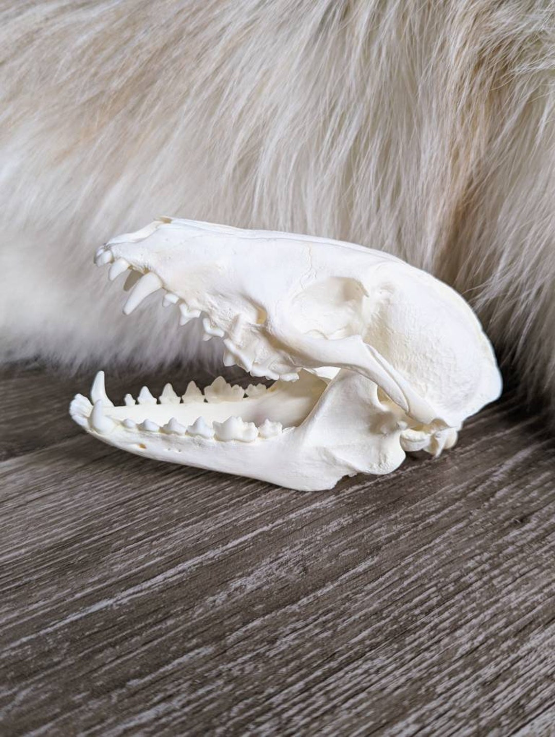 Tanuki Skull - Etsy Australia