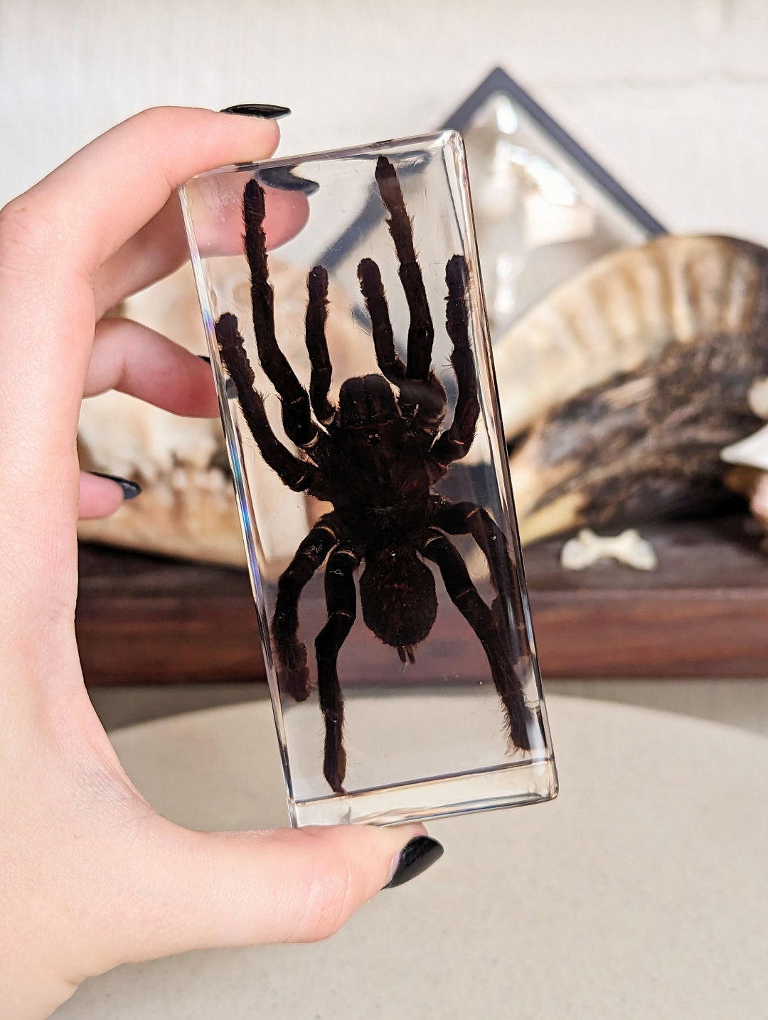 Large Resin Preserved Insects (spider, Beetle or Centipede) - Etsy