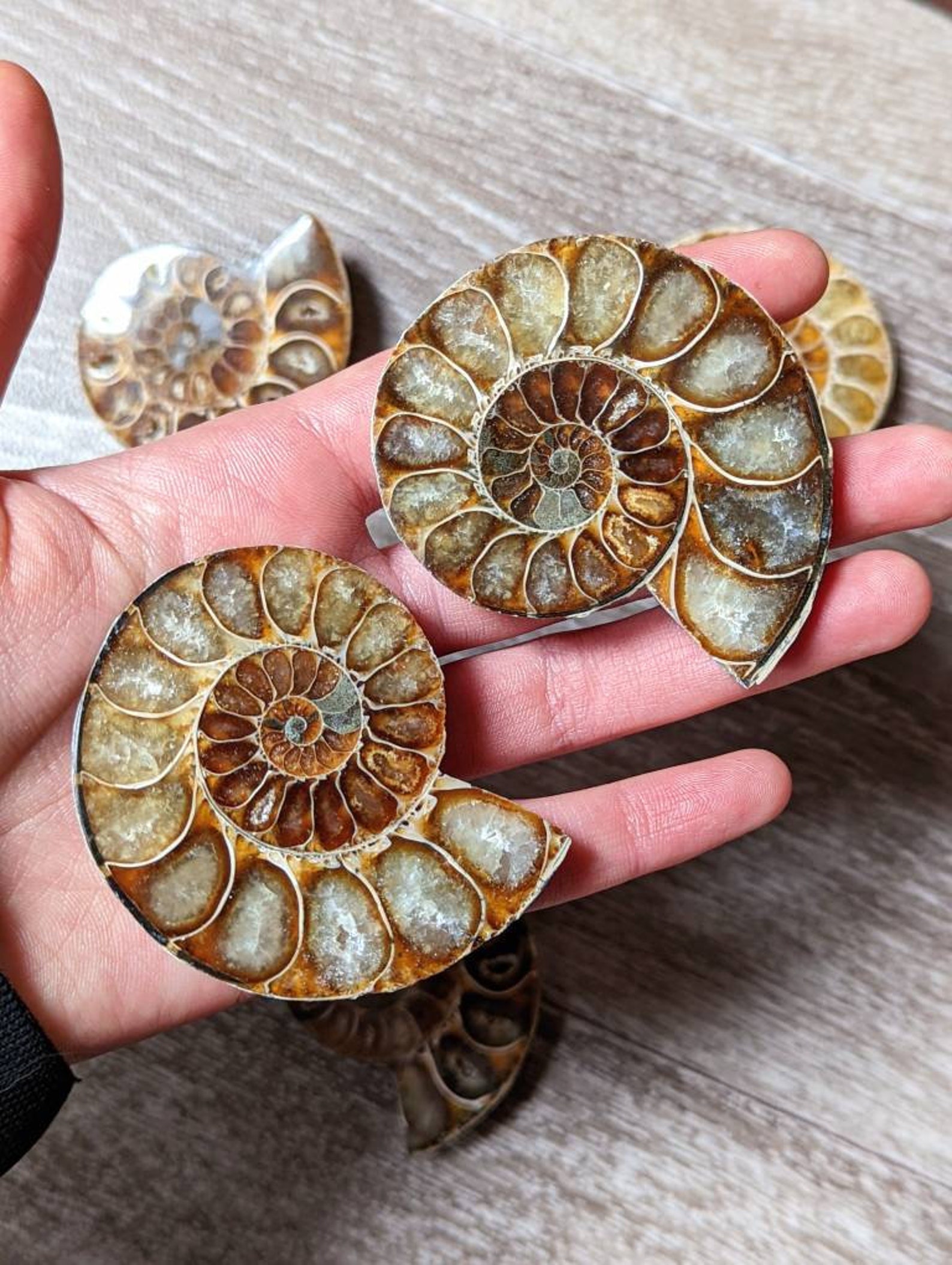 Opalised Ammonite Fossils - Etsy