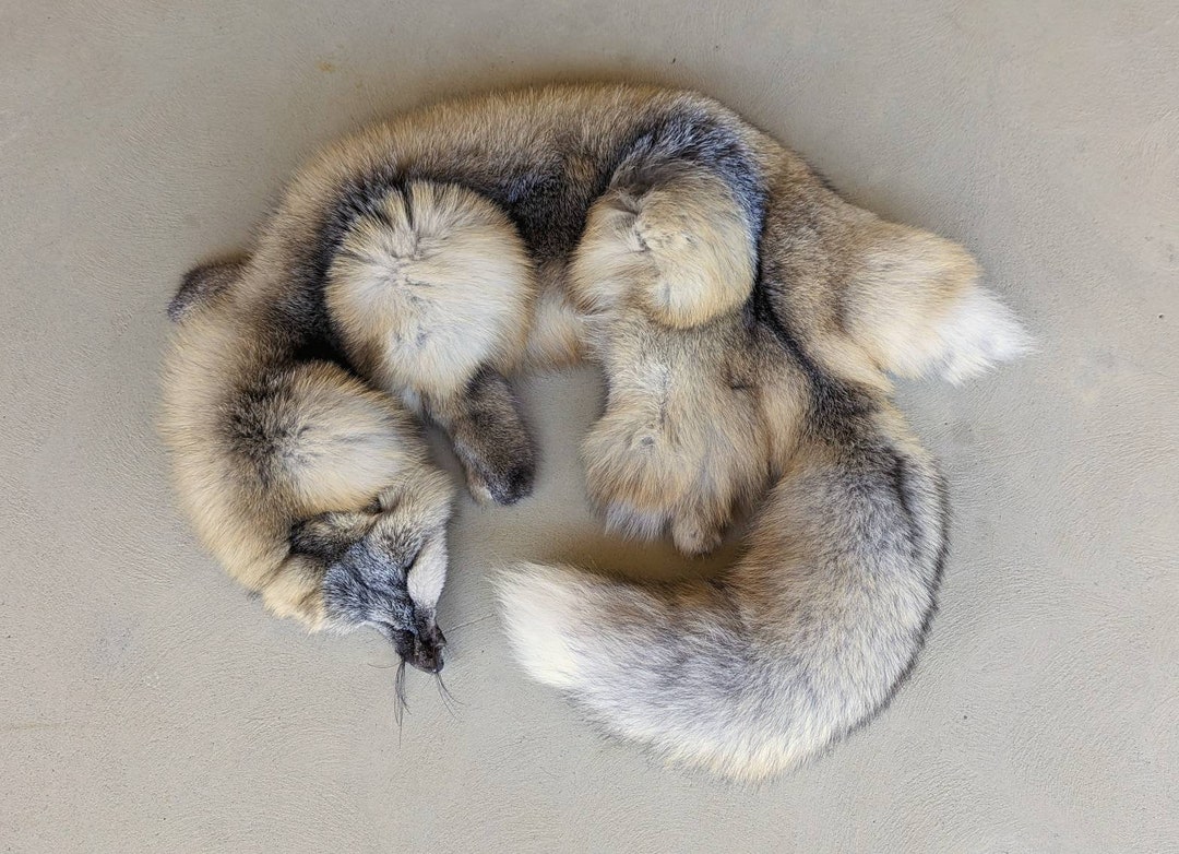 Golden Island Fox Pelt - Etsy