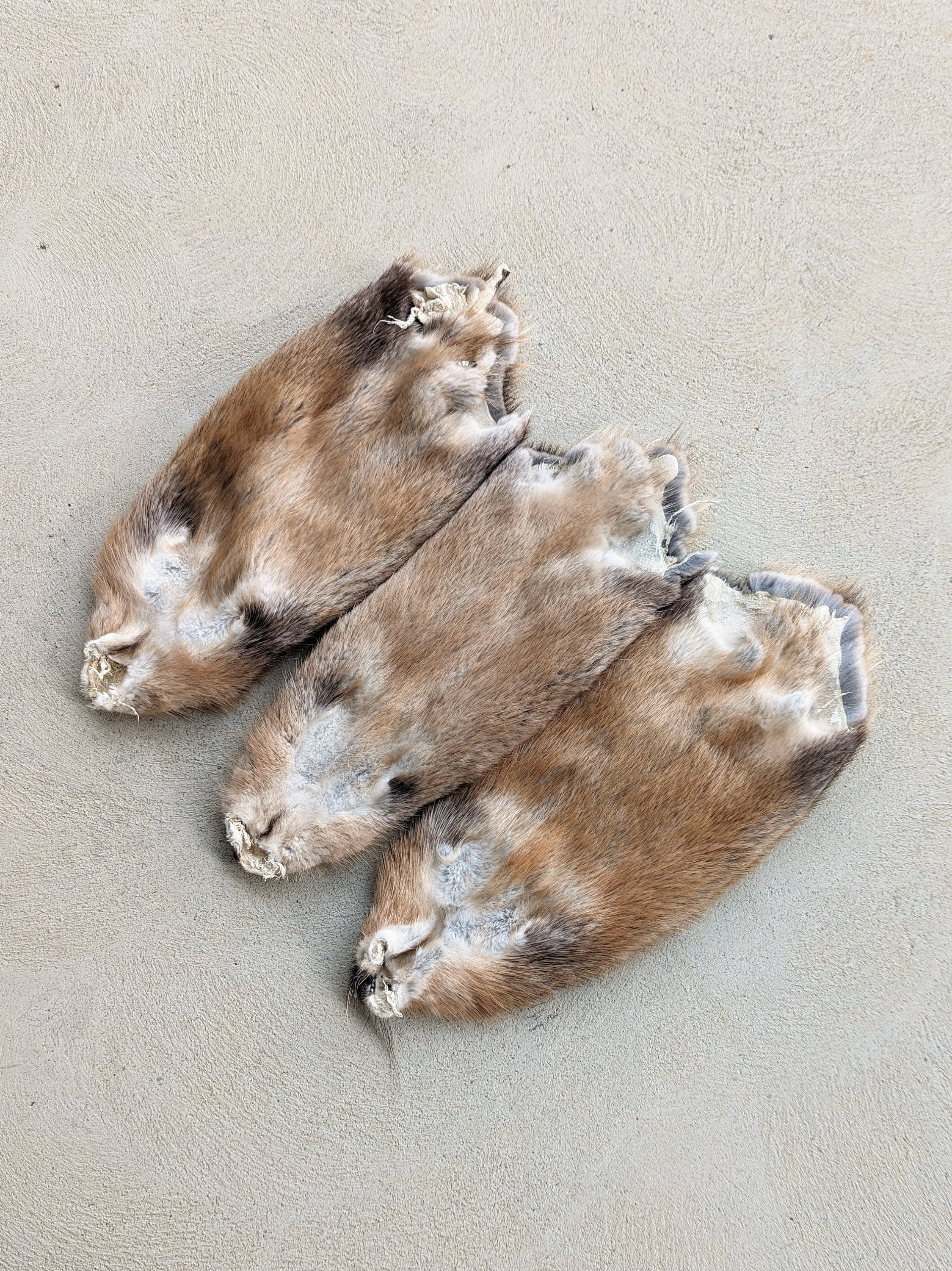 Muskrat Pelt and Skull - Etsy
