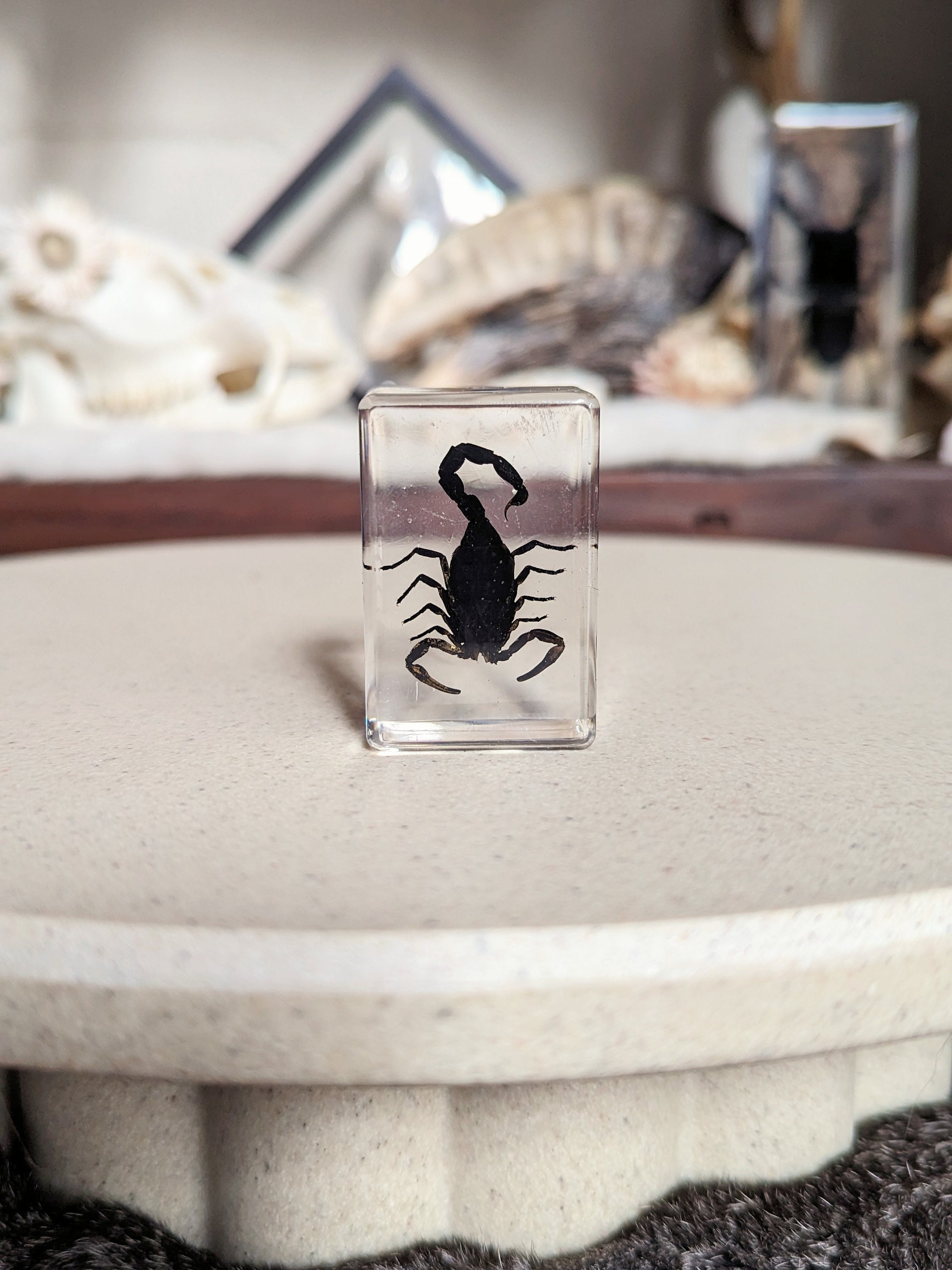 Resin Encased Insect - Etsy