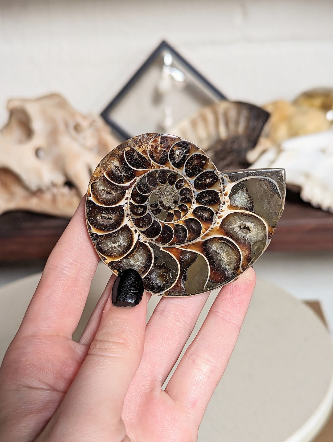 Opalised Ammonite Fossil Bundles - B Grade Fossil Packs by Weight - Etsy