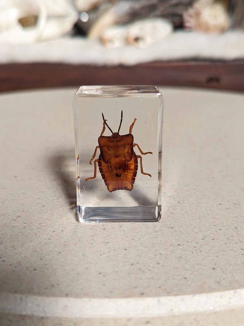 Resin Encased Insect - Etsy