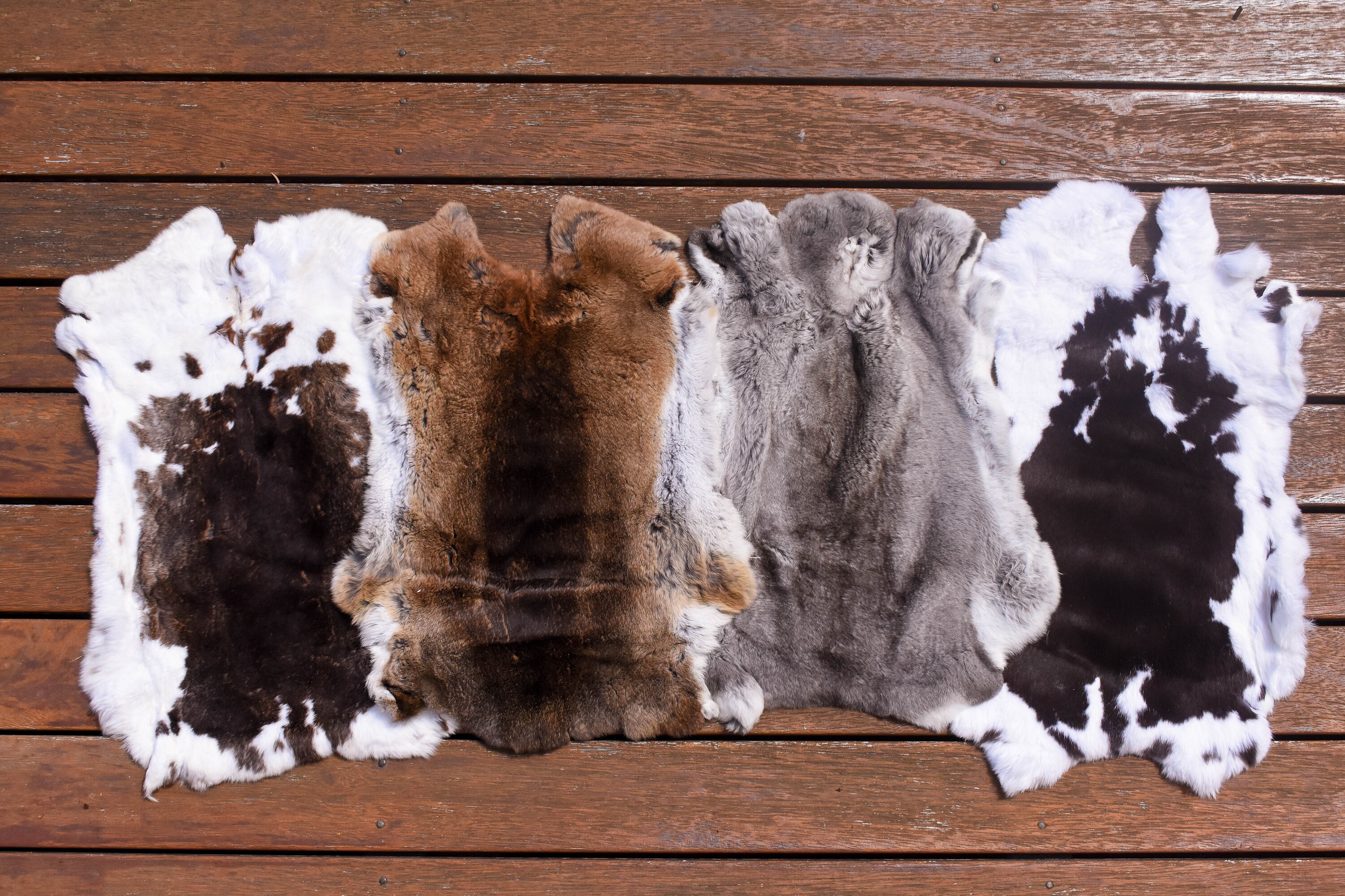 Rex Rabbit Pelt - Etsy