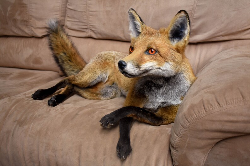 EXAMPLE ONLY Taxidermy Fox Soft Mount - Etsy