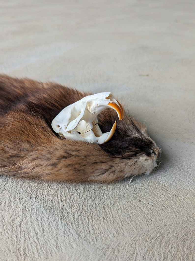 Muskrat Pelt and Skull - Etsy