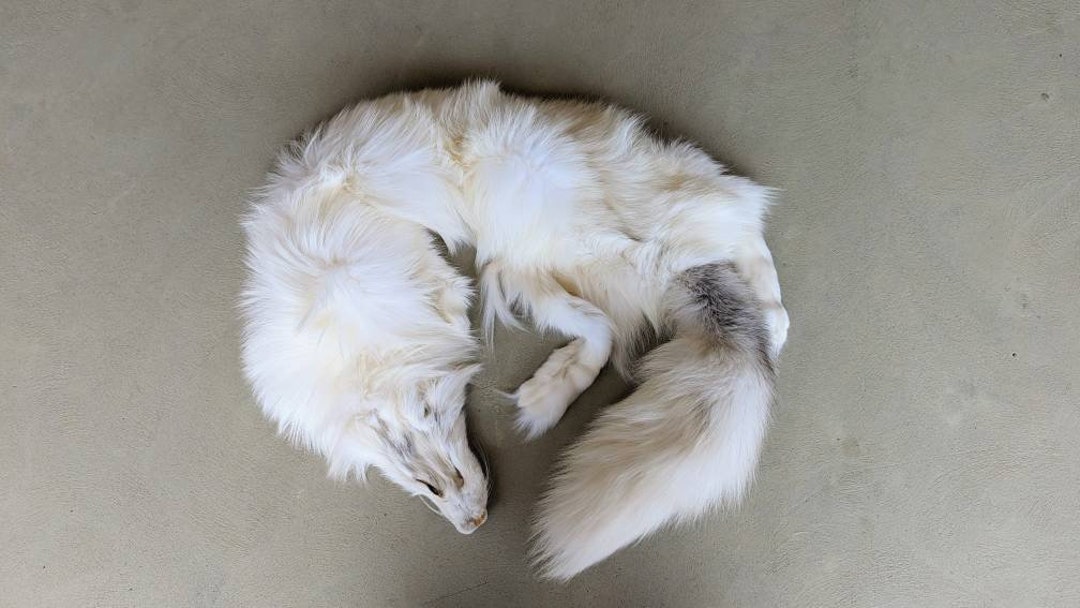 Arctic Marble Fox Pelt - Etsy