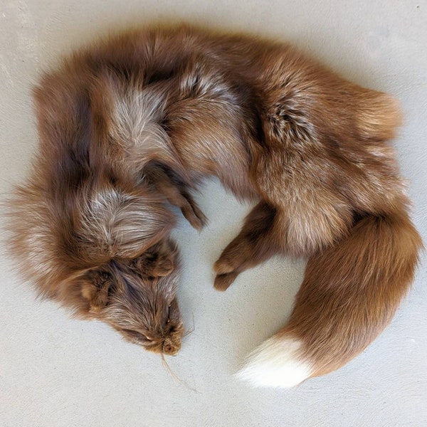 Fox Pelt - Etsy