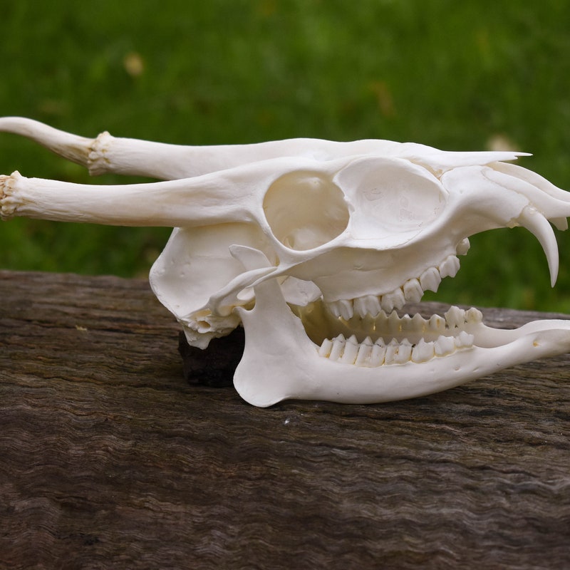 Real Deer Skull - Etsy