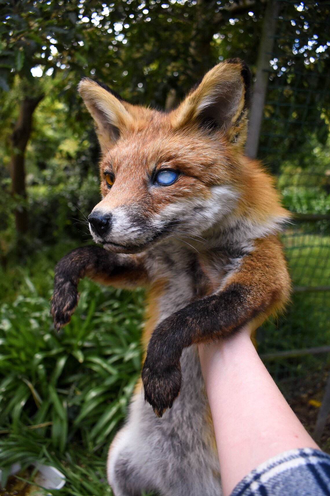 EXAMPLE ONLY Taxidermy Fox Soft Mount - Etsy