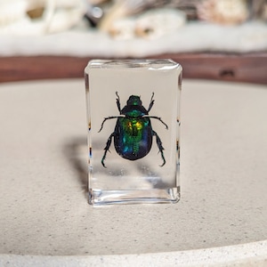Resin Encased Insect - Etsy