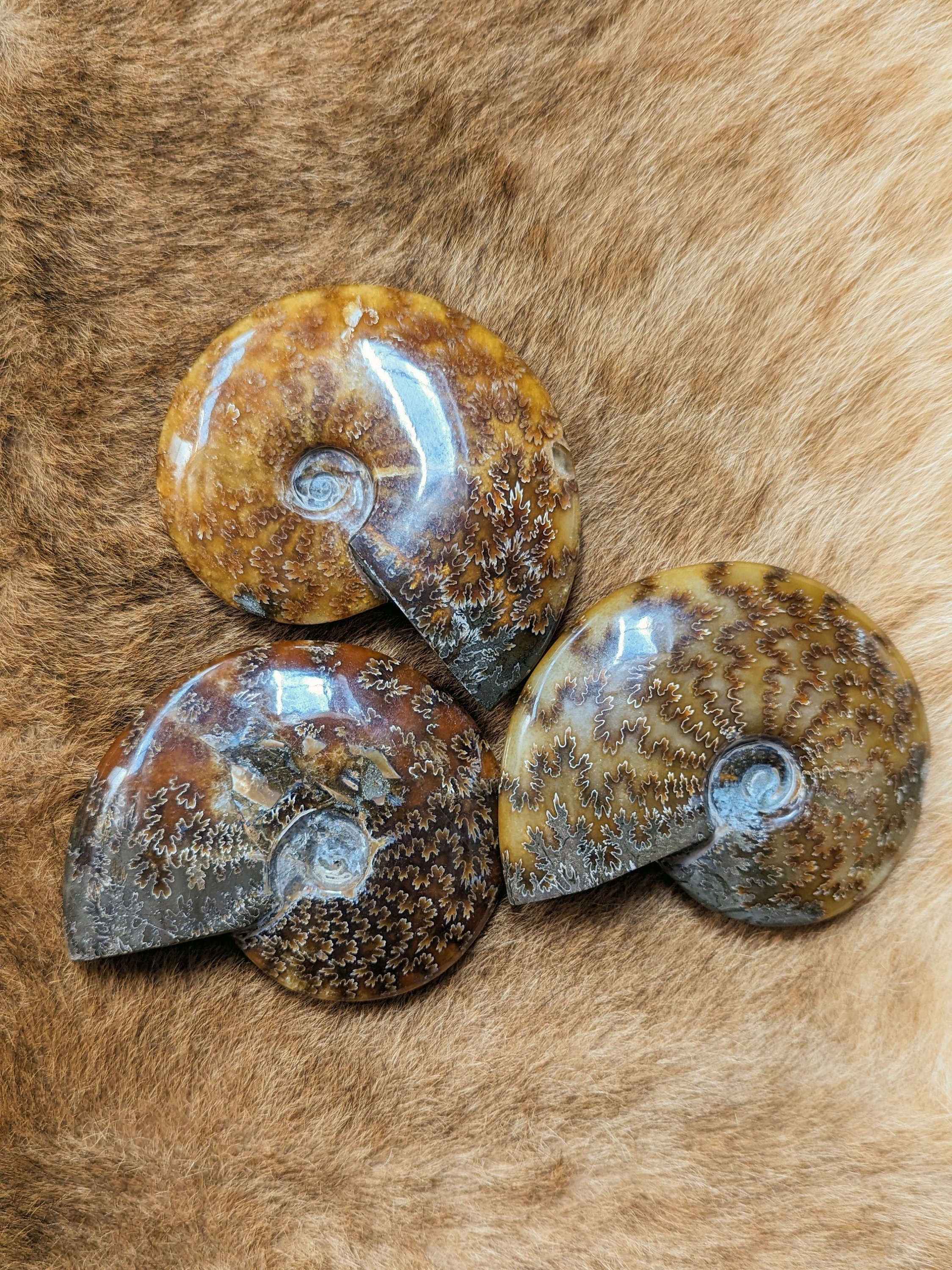 Whole Ammonites (small and XL Sizes), Fossils, Curiosity - Etsy UK