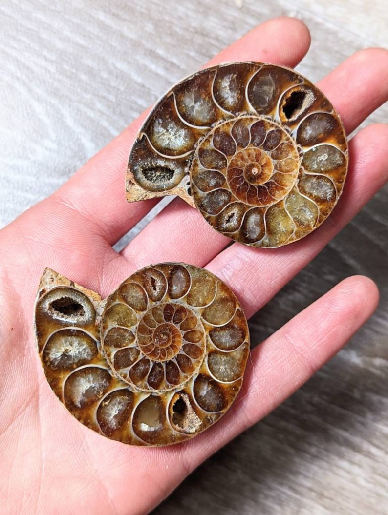 Opalised Ammonite Fossils - Etsy