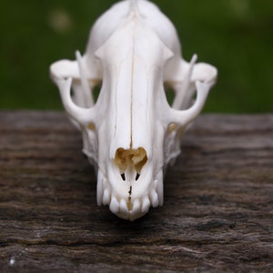 Tanuki Skull - Etsy Australia