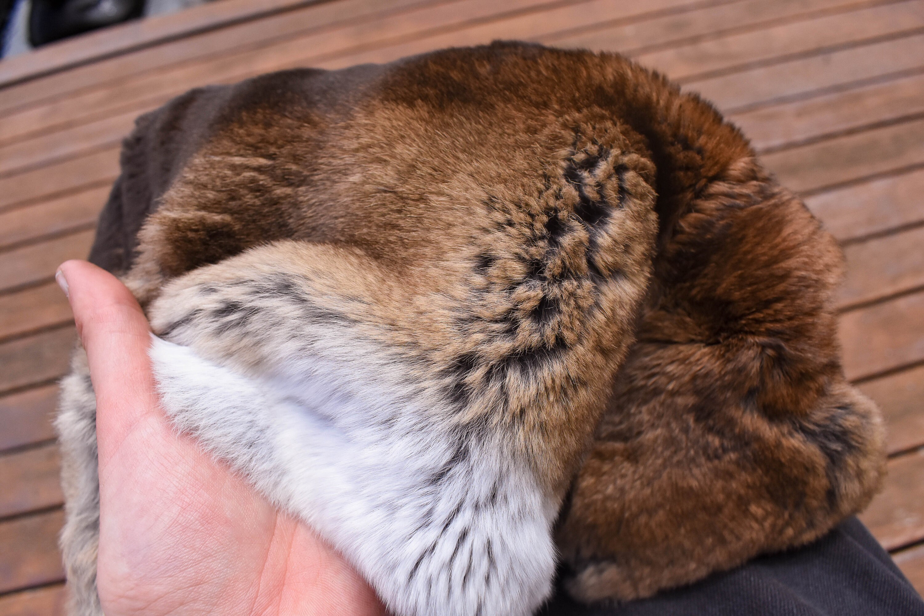 Rex Rabbit Pelt - Etsy