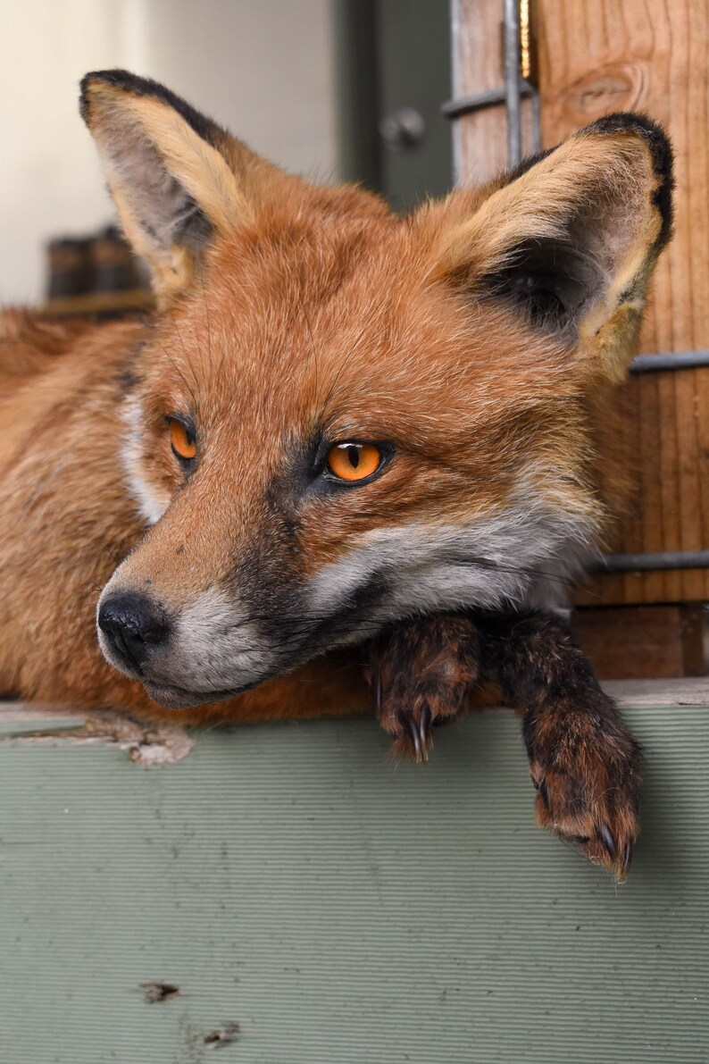 EXAMPLE ONLY Taxidermy Fox Soft Mount | Etsy