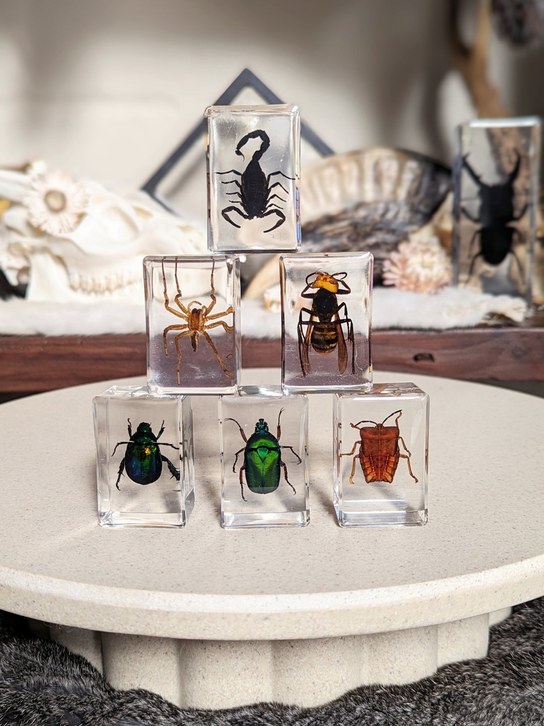 Resin Encased Insect - Etsy