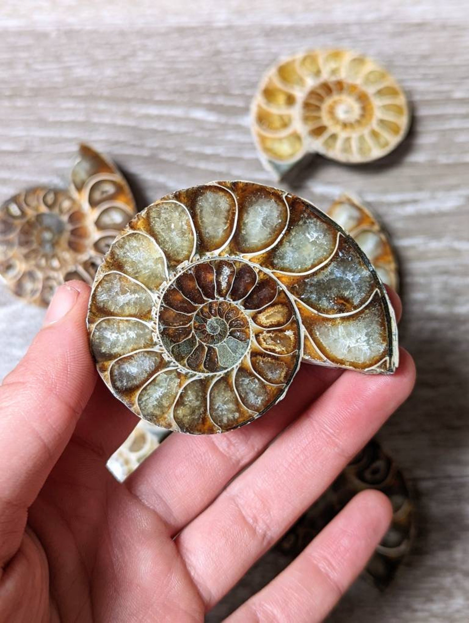 Opalised Ammonite Fossils - Etsy