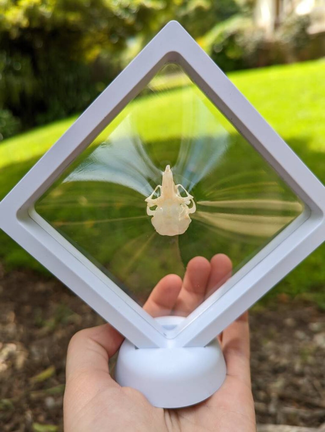 Egyptian Jerboa Skull & Floating Frame - Etsy